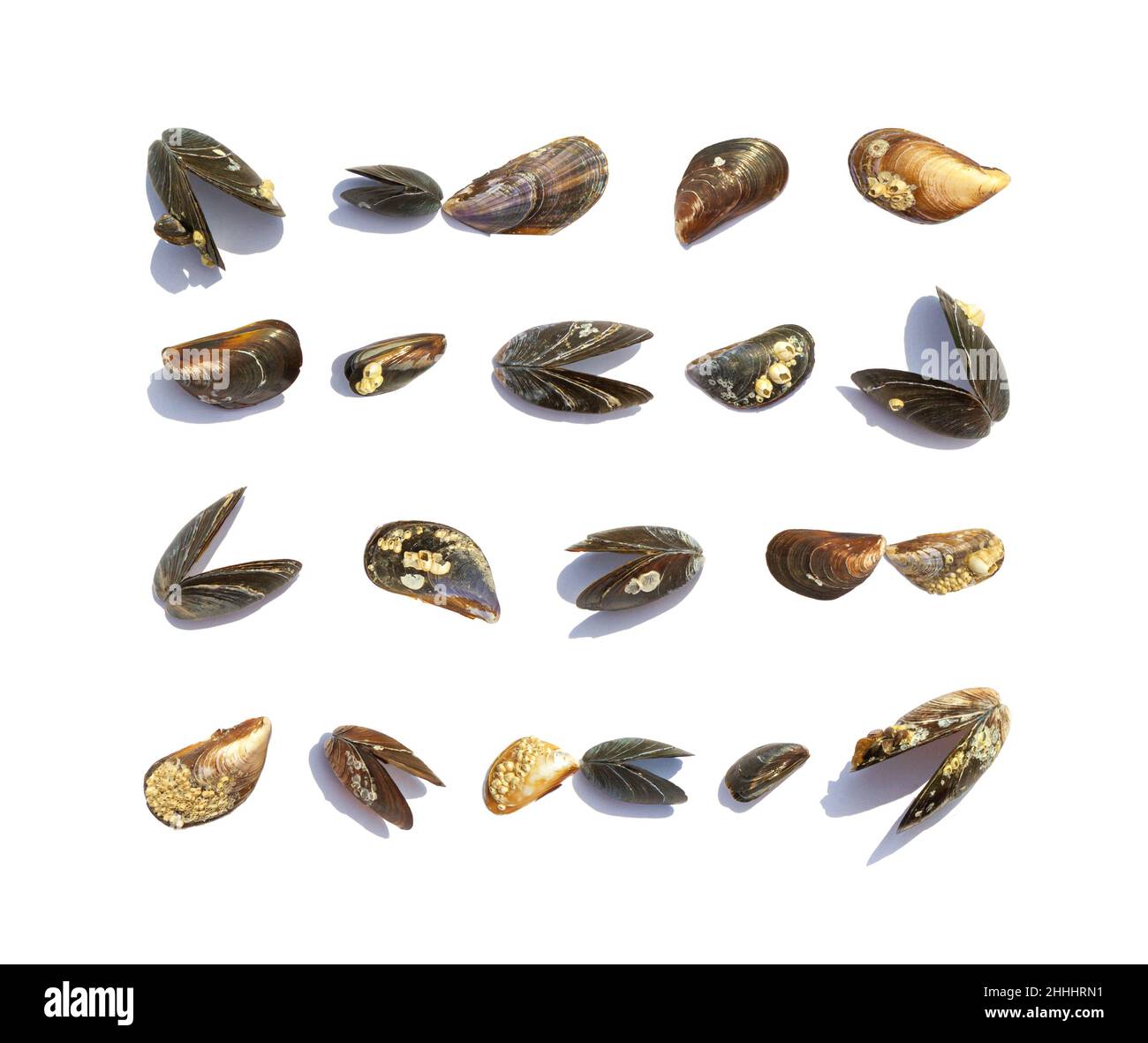 Set made of sea mussel shells, isolated on white background. Summer ...