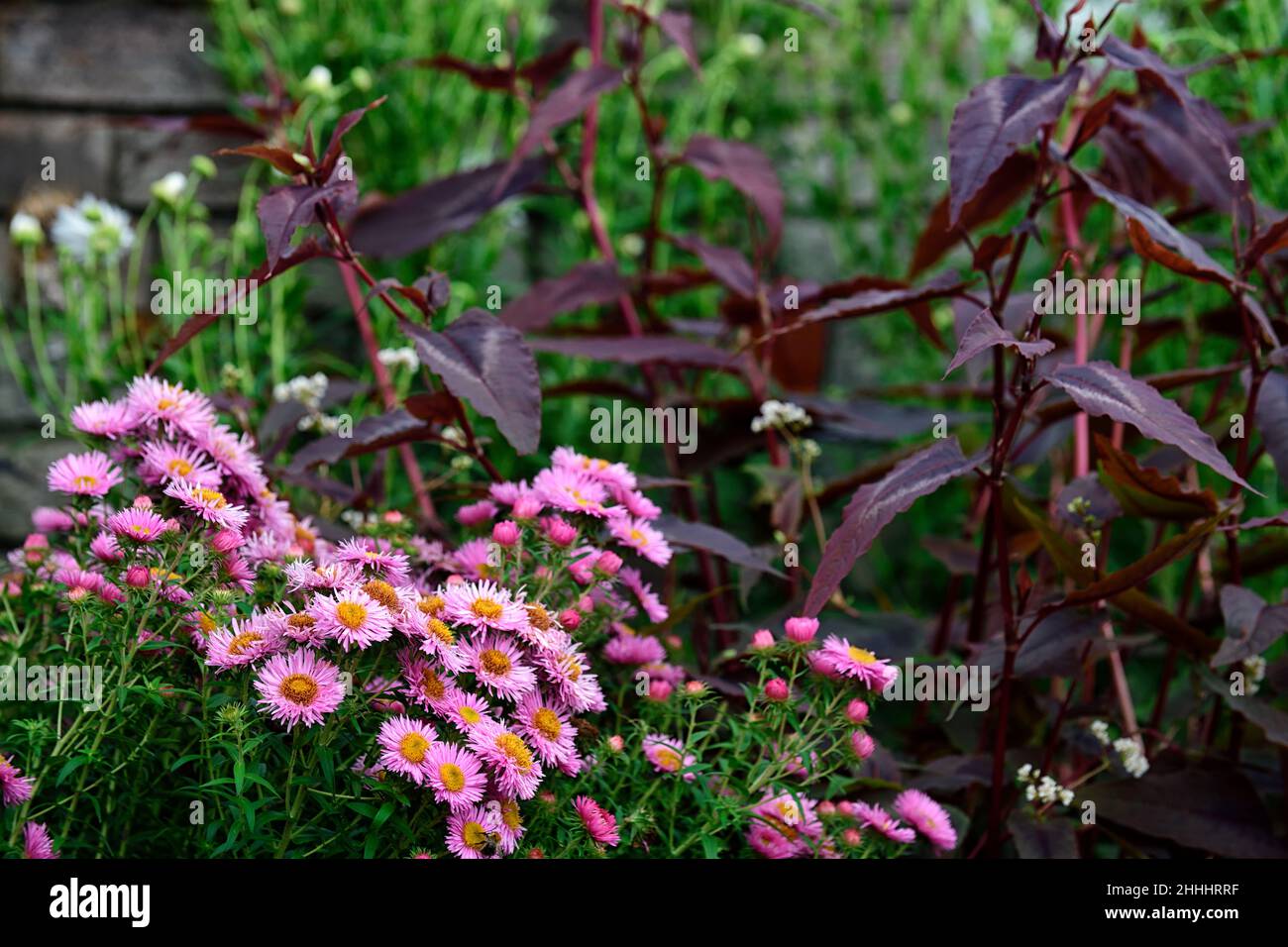 Persicaria microcephala Red Dragon,Aster novae-angliae,pink purple ...