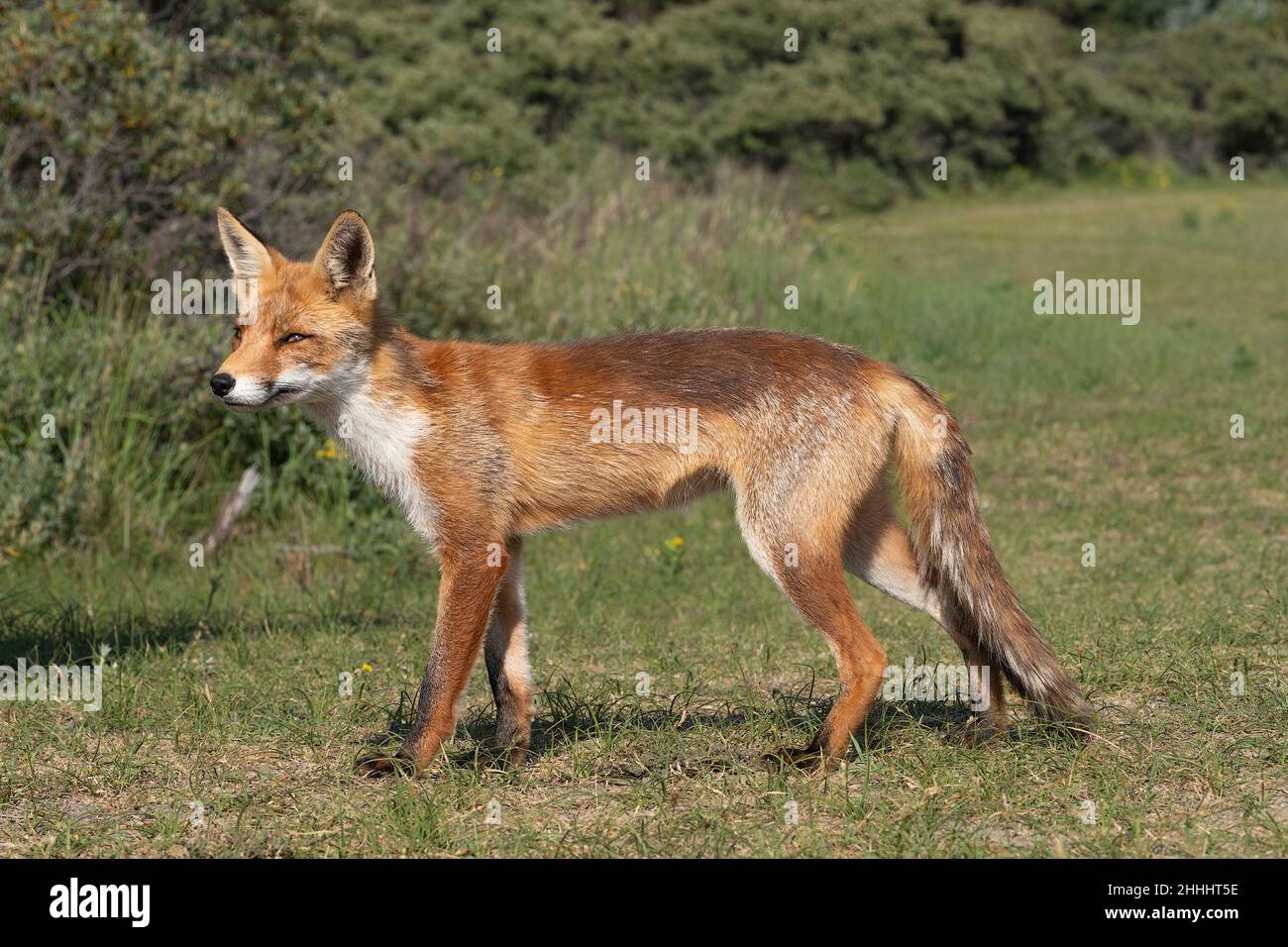 Young Red Fox, the largest of the true foxes, standing in a dune area ...