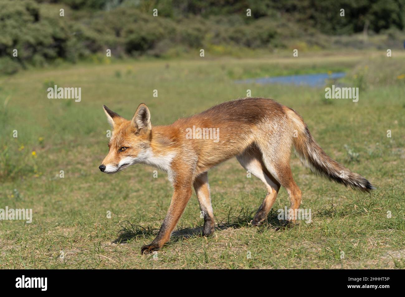 Young Red Fox, the largest of the true foxes, walking in a dune area ...