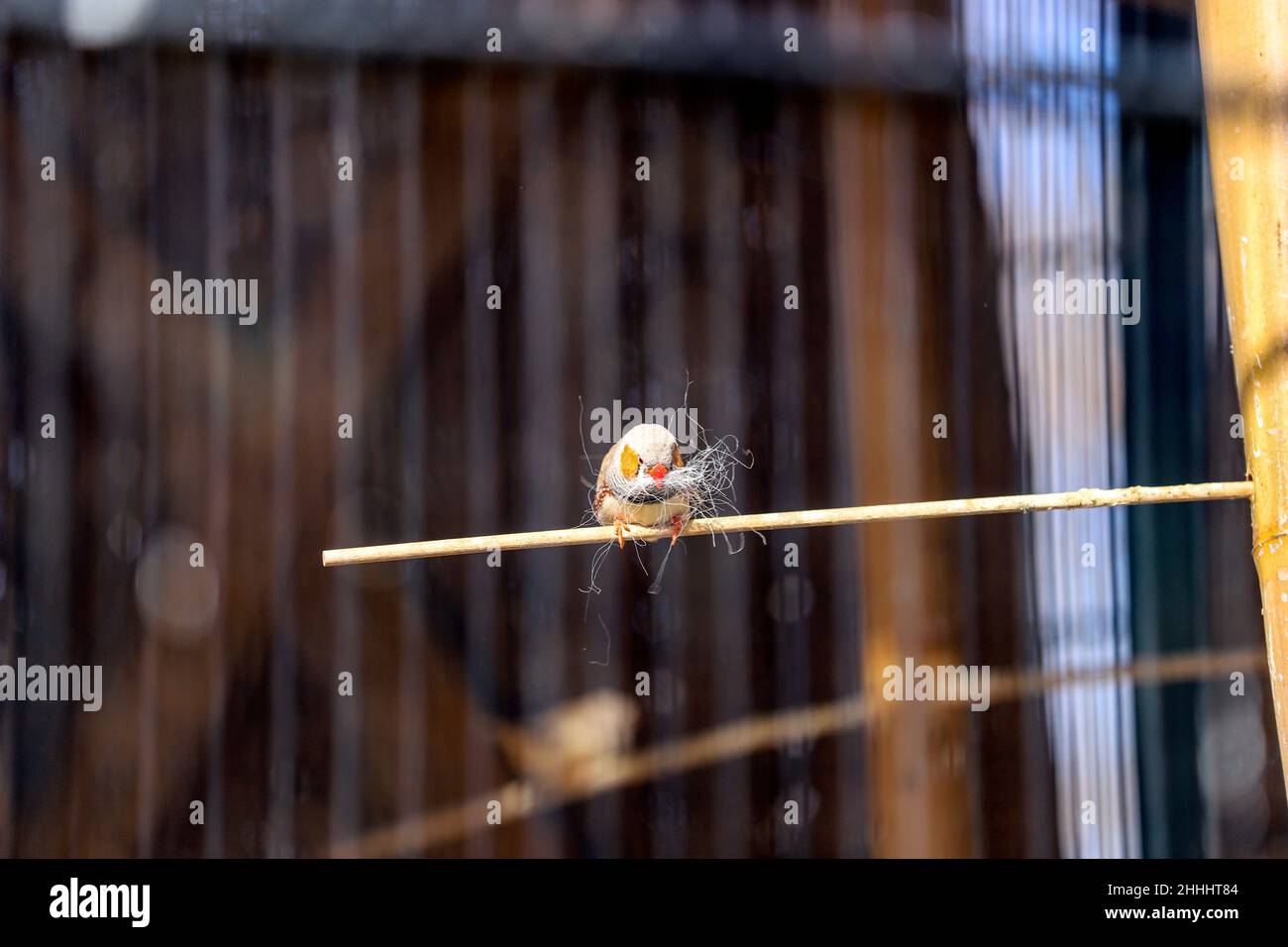 Domesticated Australian zebra finch, Taeniopygia castanotis, Pajarera ...