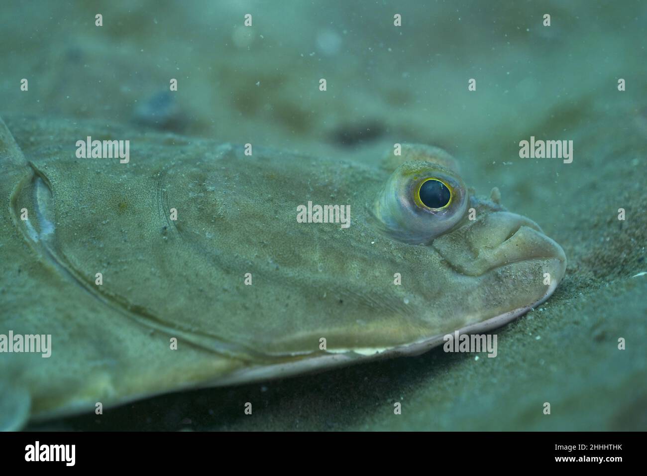 European plaice (Pleuronectes platessa) hidden below the sand, Wales ...