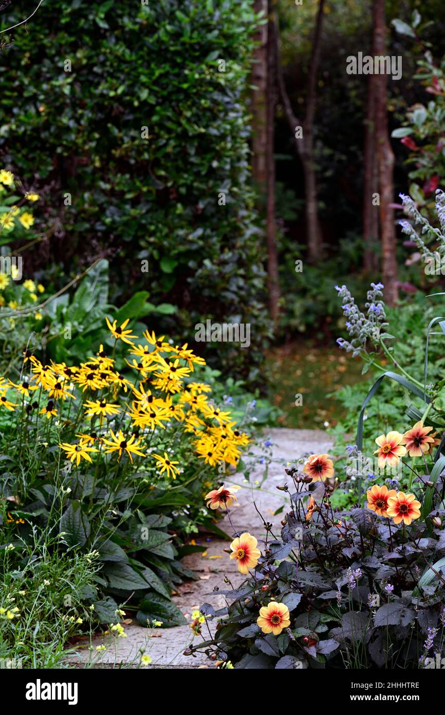 Dahlia moonshine hi-res stock photography and images - Alamy