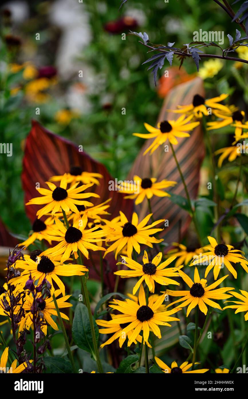 rudbeckia fulgida var deamii,rudbeckias,coneflowers,yellow,flowers ...
