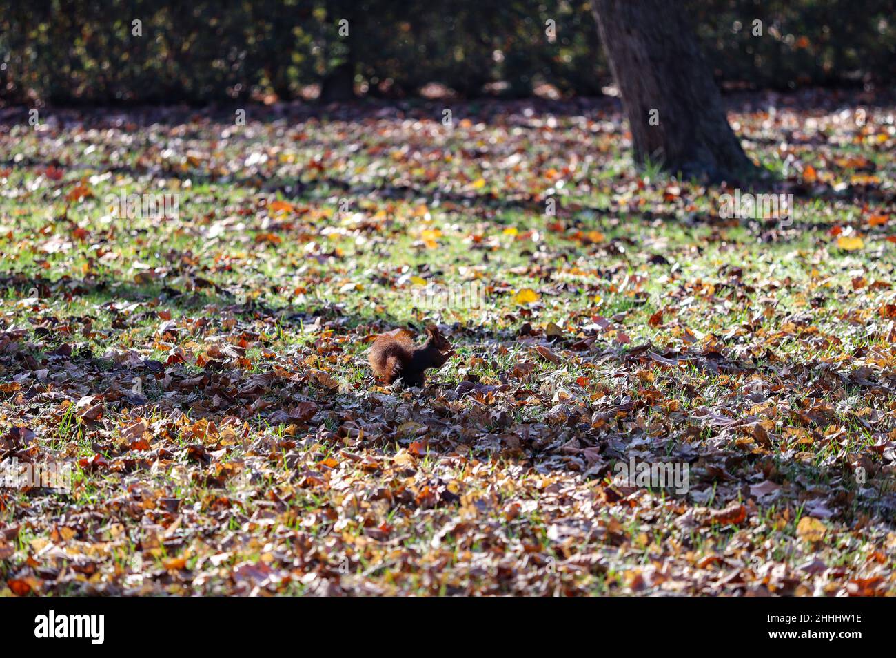 The red squirrel or Eurasian red squirrel (Sciurus vulgaris) , Island's ...