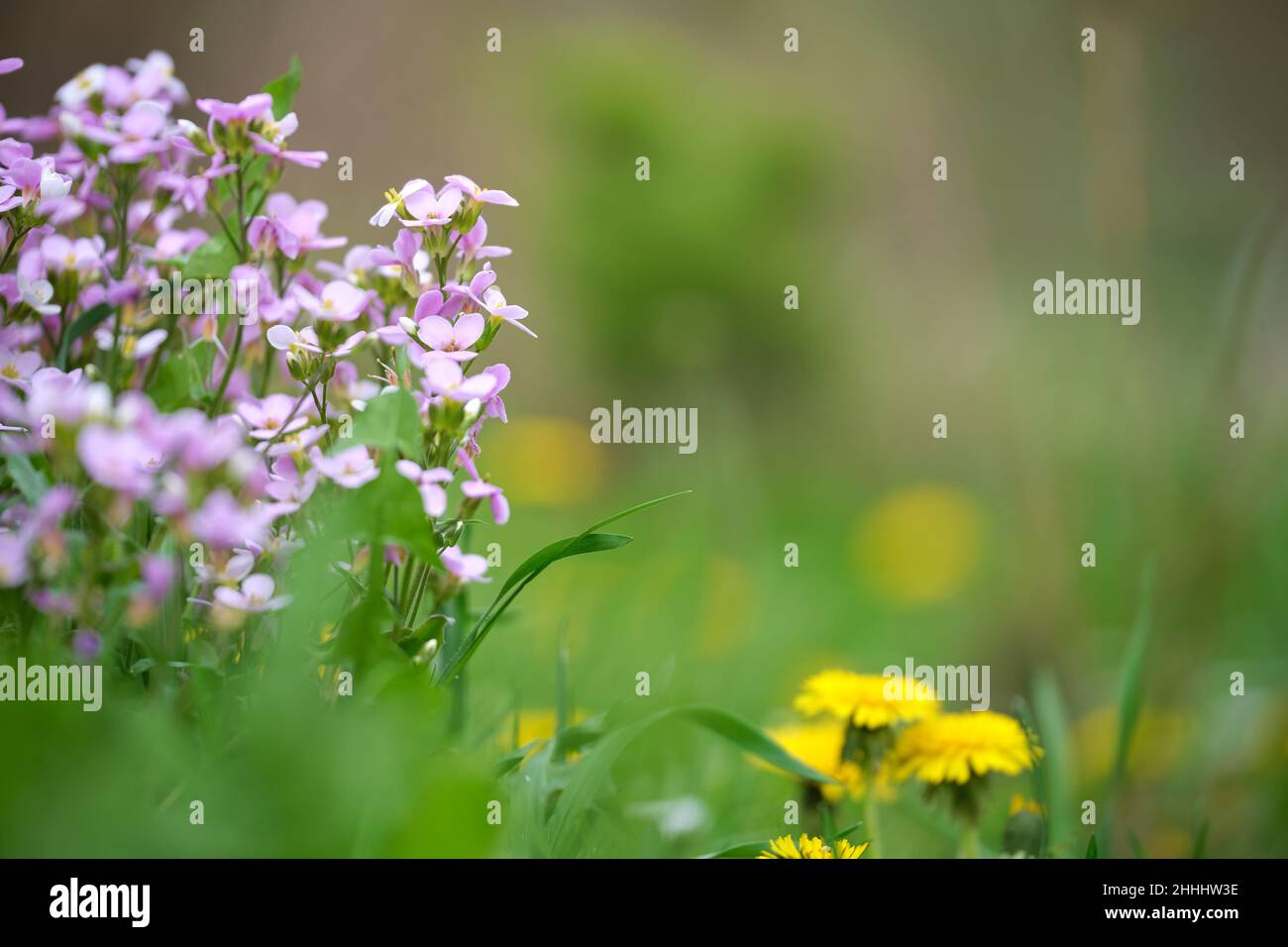 Small wild flowers blooming on summer meadow in green sunny garden ...