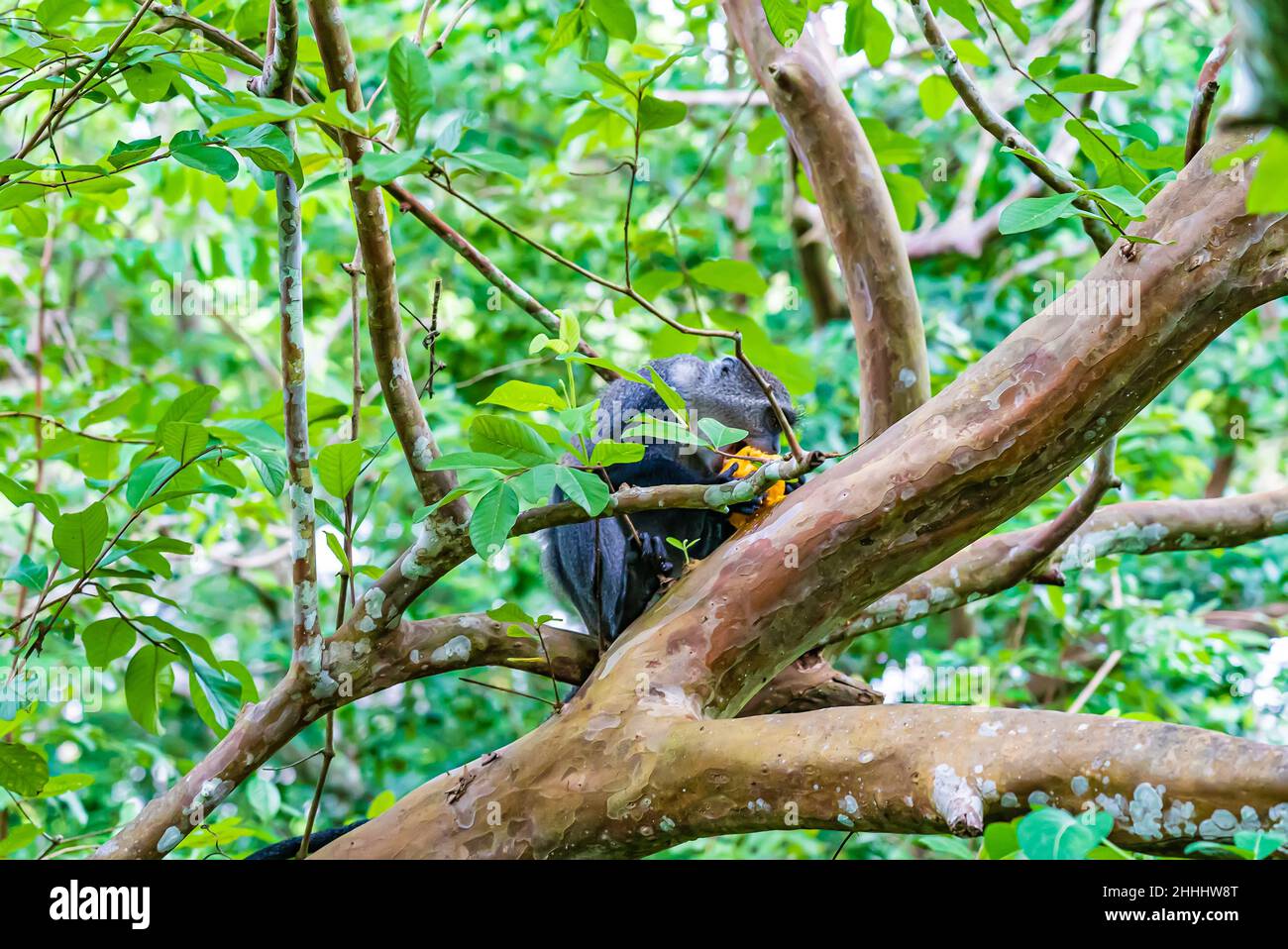 Monkey sitting on a branch eating a mango in forest. Zanzibar, Tanzania ...