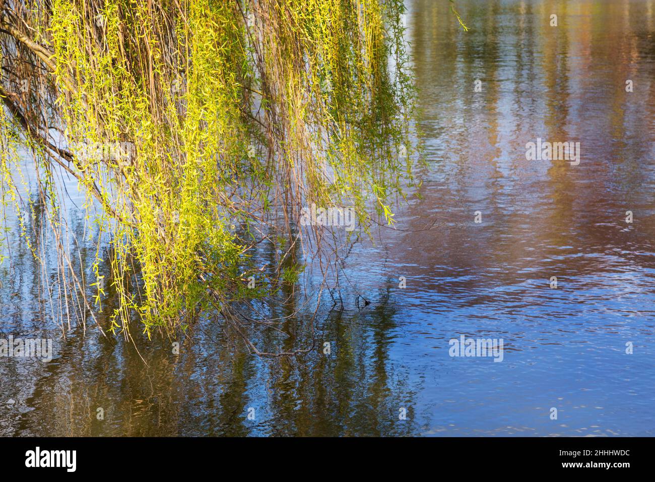 Weeping Willow Tree And Water High Resolution Stock Photography and ...