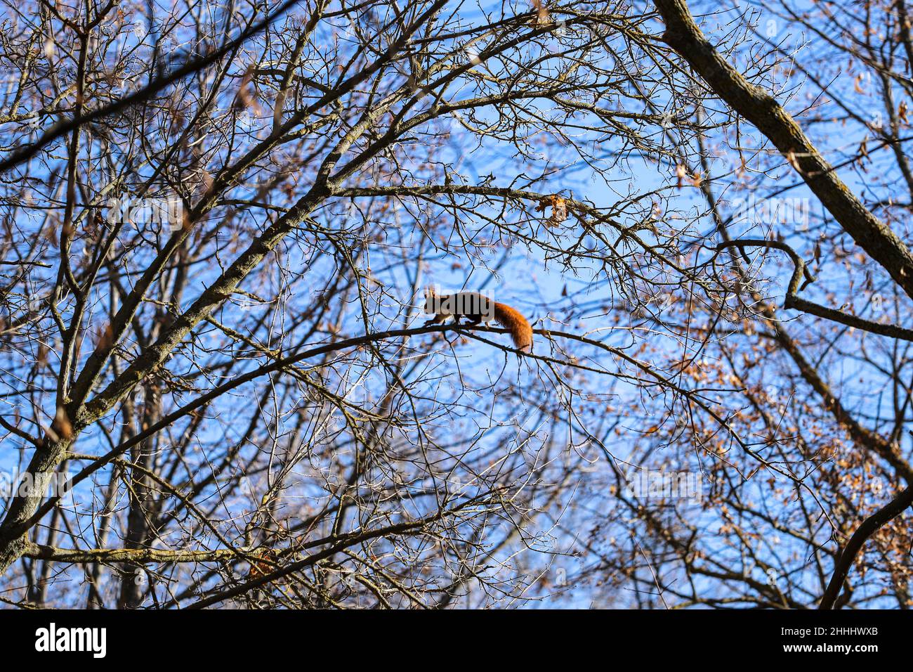 The red squirrel or Eurasian red squirrel (Sciurus vulgaris) , Island's ...