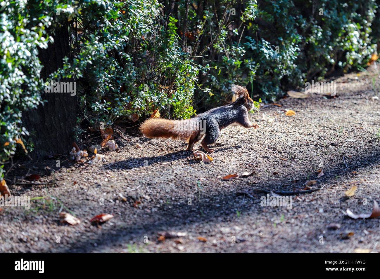 The red squirrel or Eurasian red squirrel (Sciurus vulgaris) , Island's ...