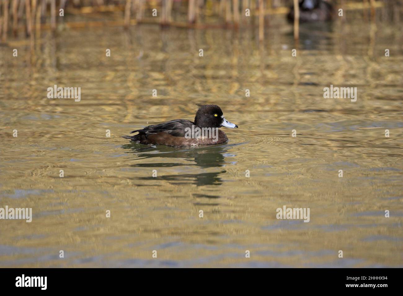 Tufted duck Aythya fuligula female swimming, Radipole Lake RSPB nature ...