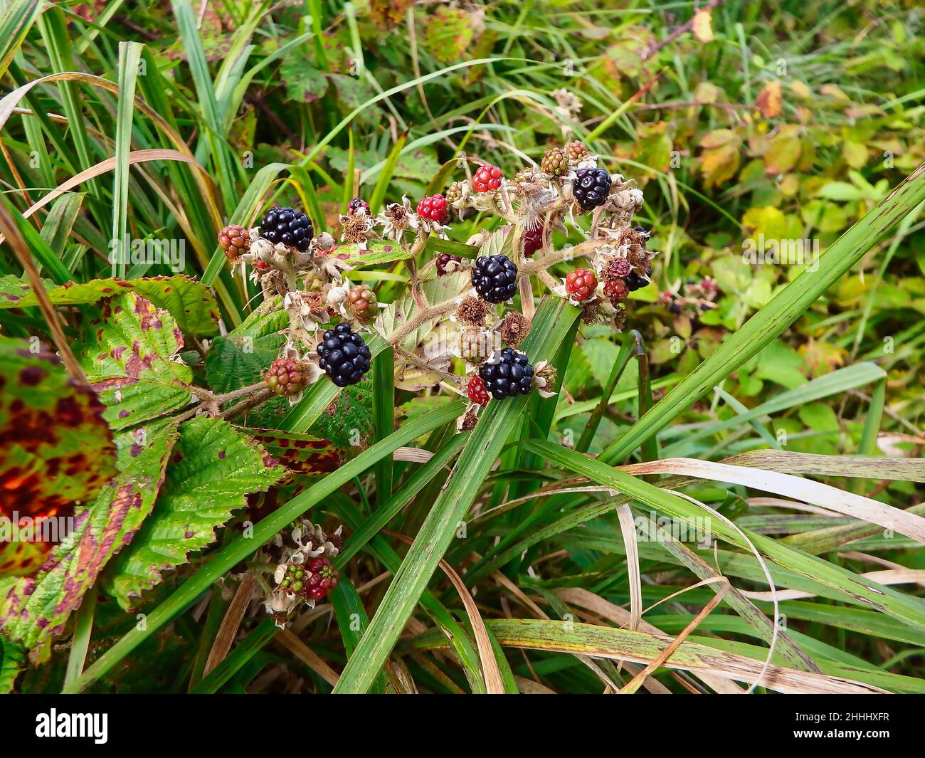 Garden huckleberry black berries hi-res stock photography and images ...