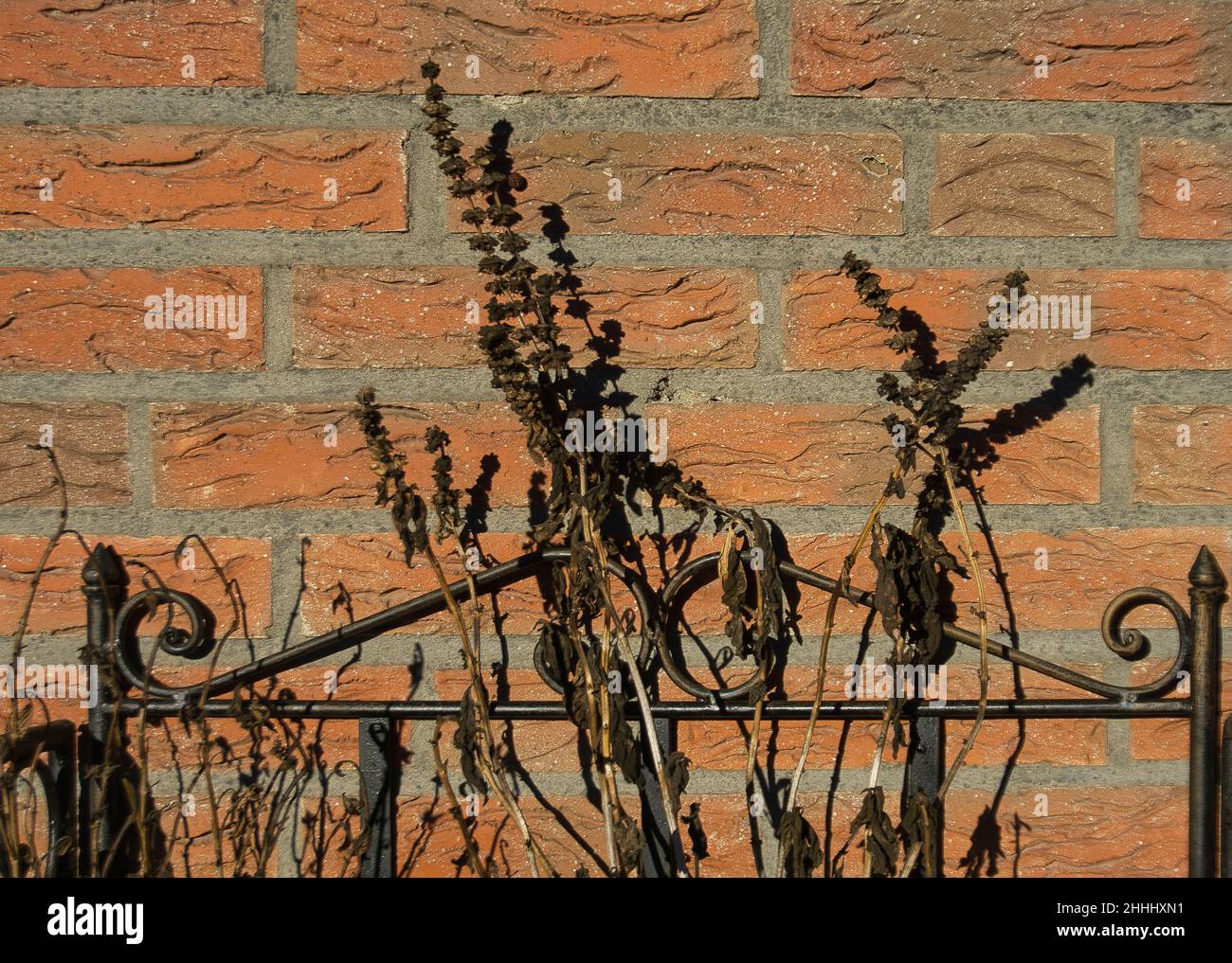 Withered plants in winter sun on terrace in front of brick wall Stock ...