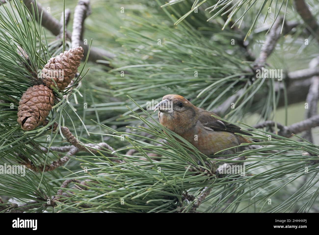 Common crossbill Loxia curvirostra male in Corsican pine, Col de ...