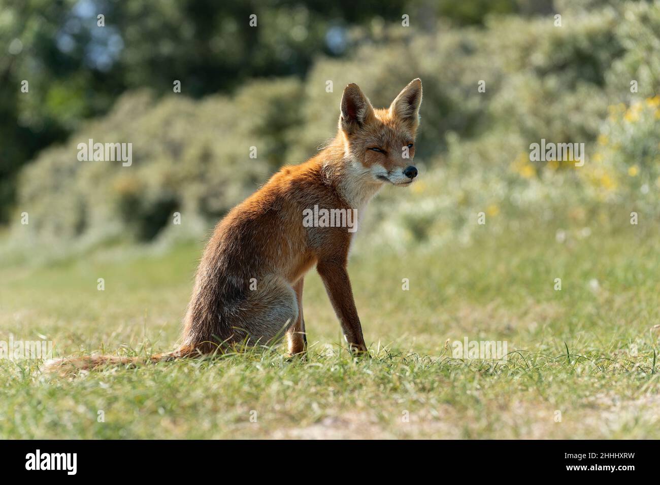 Young Red Fox, the largest of the true foxes, sitting in a dune area ...