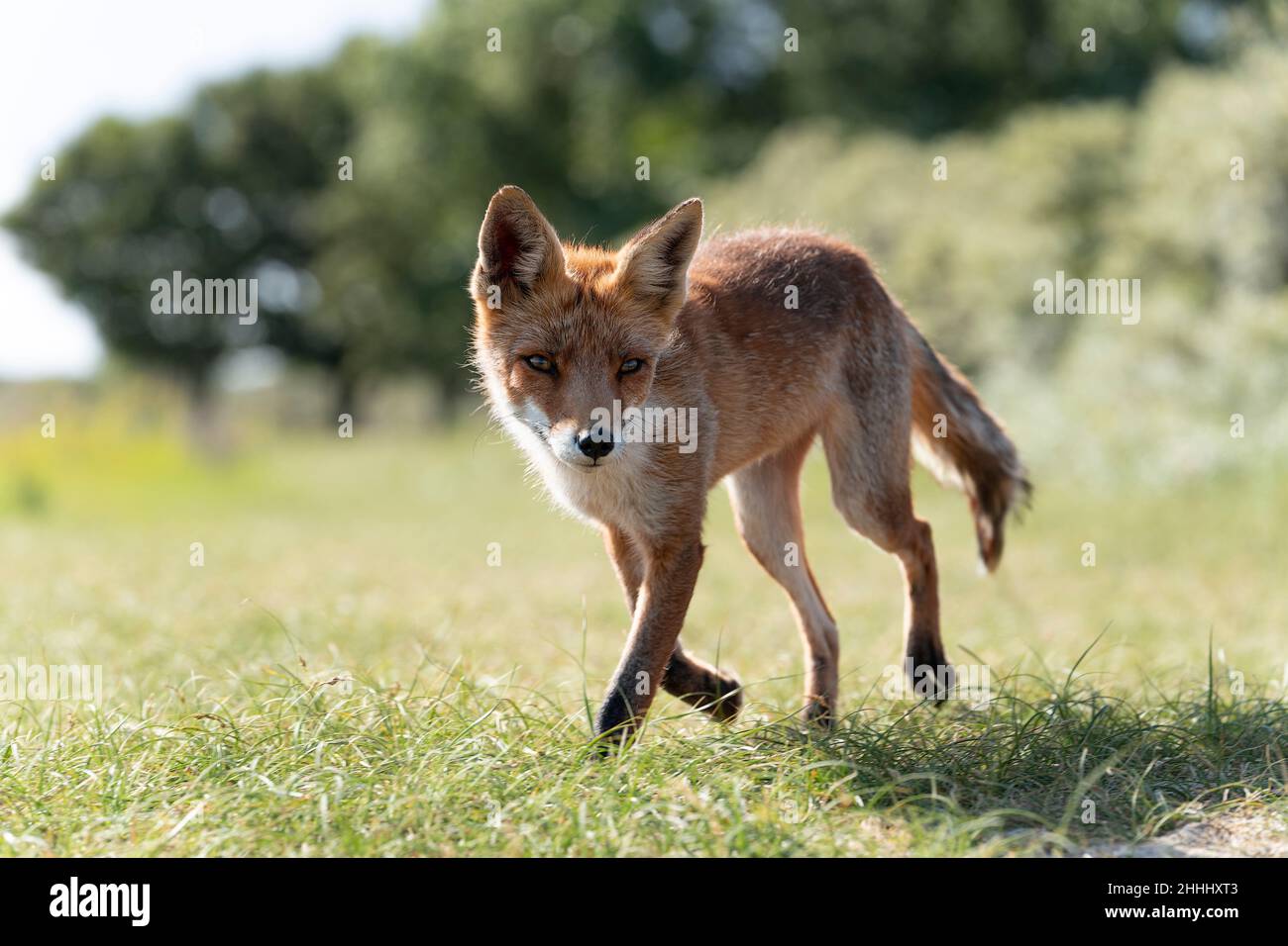 Young Red Fox, the largest of the true foxes, walking in a dune area ...