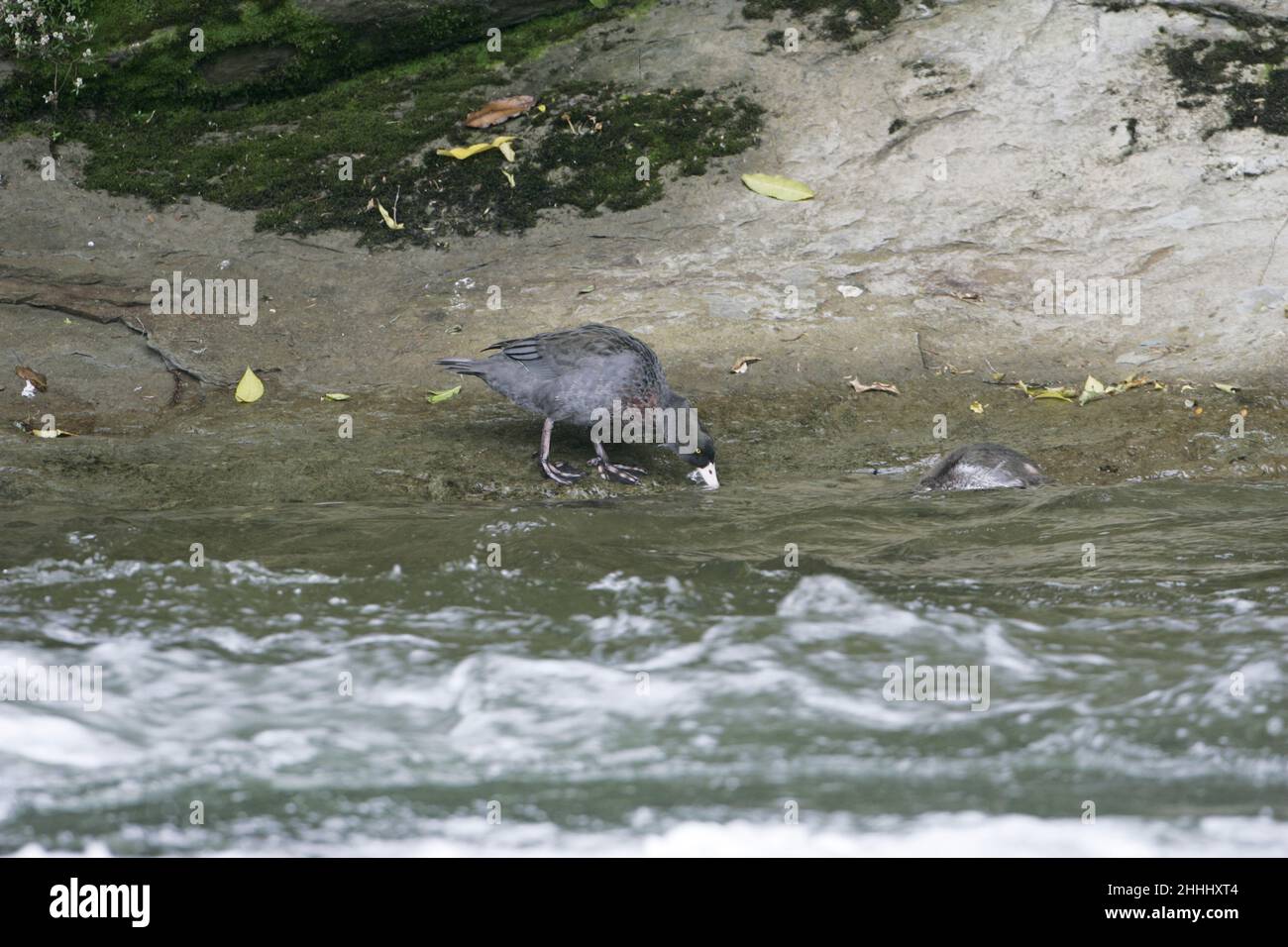 Blue duck Hymenolaimus malacorhynchos pair with four ducklings by river ...