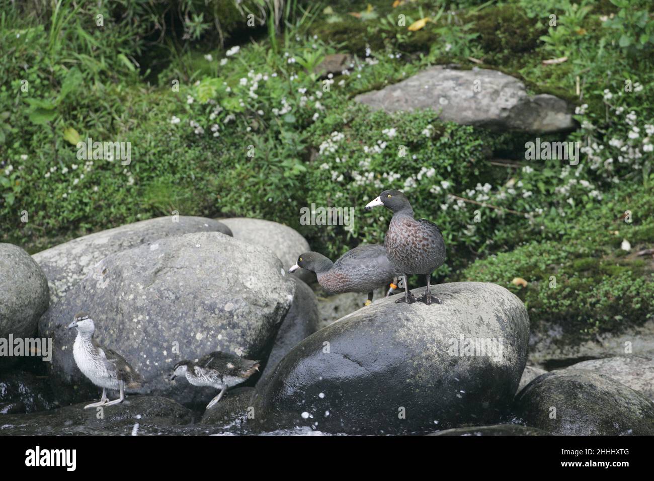 Blue duck Hymenolaimus malacorhynchos pair with four ducklings by river ...