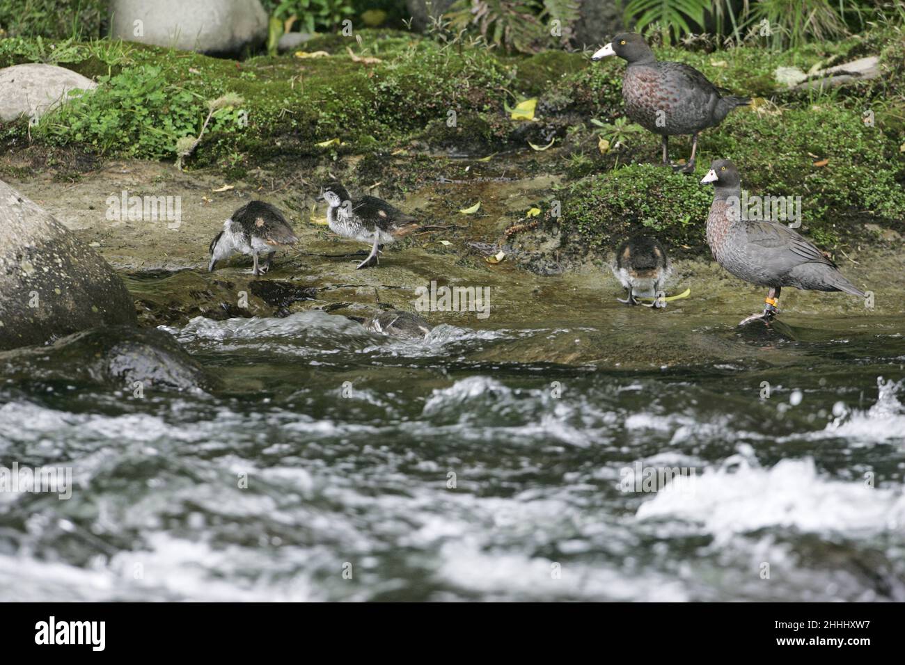 Blue duck Hymenolaimus malacorhynchos pair with four ducklings by river ...