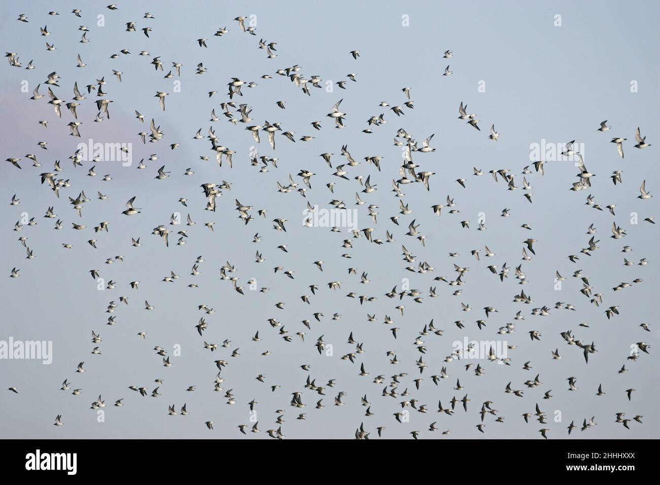 Dunlin Calidris alpina flock in fight with Grey plovers Pluvialis ...