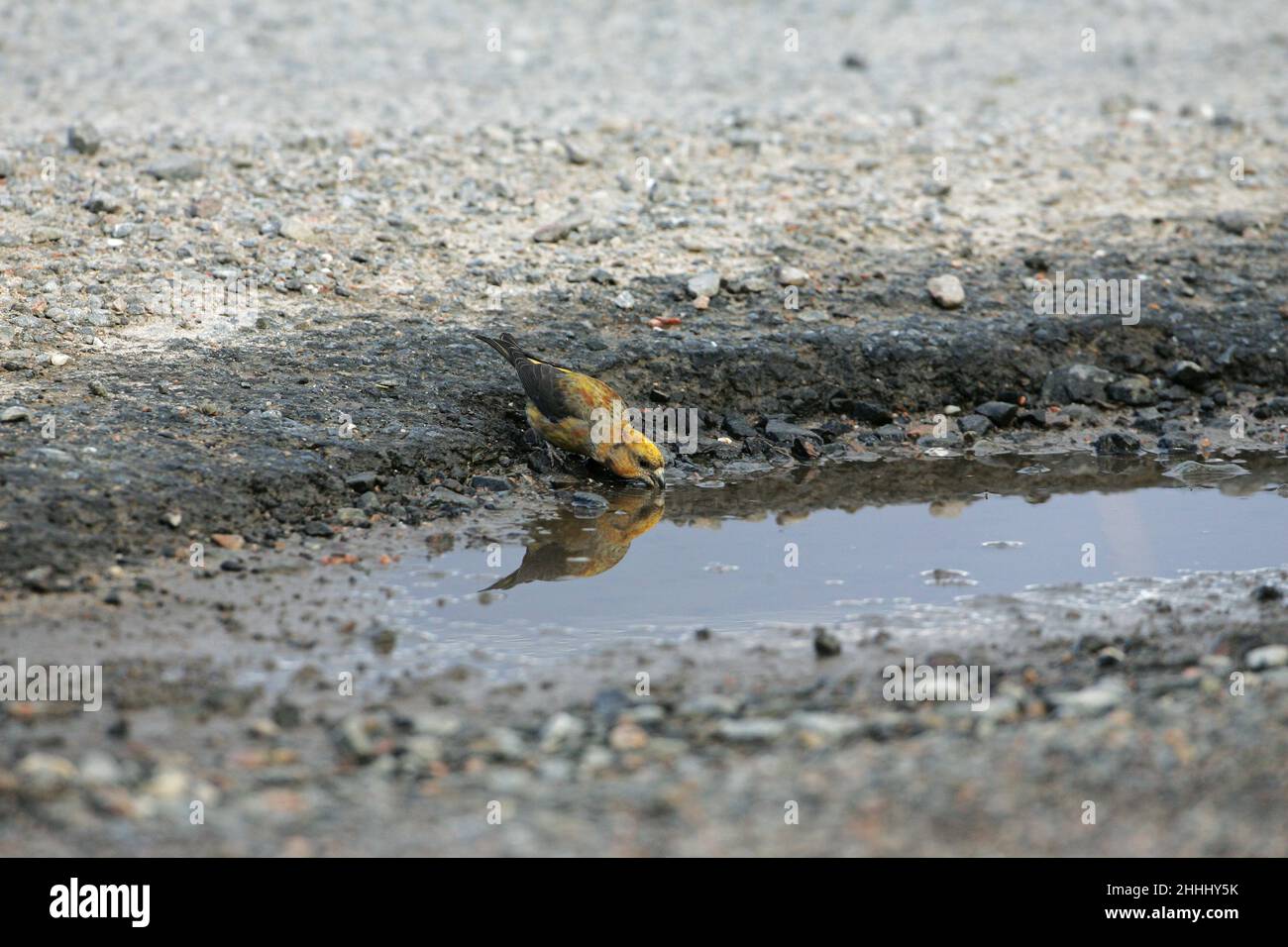 Common bird drinking from puddle hi-res stock photography and images ...
