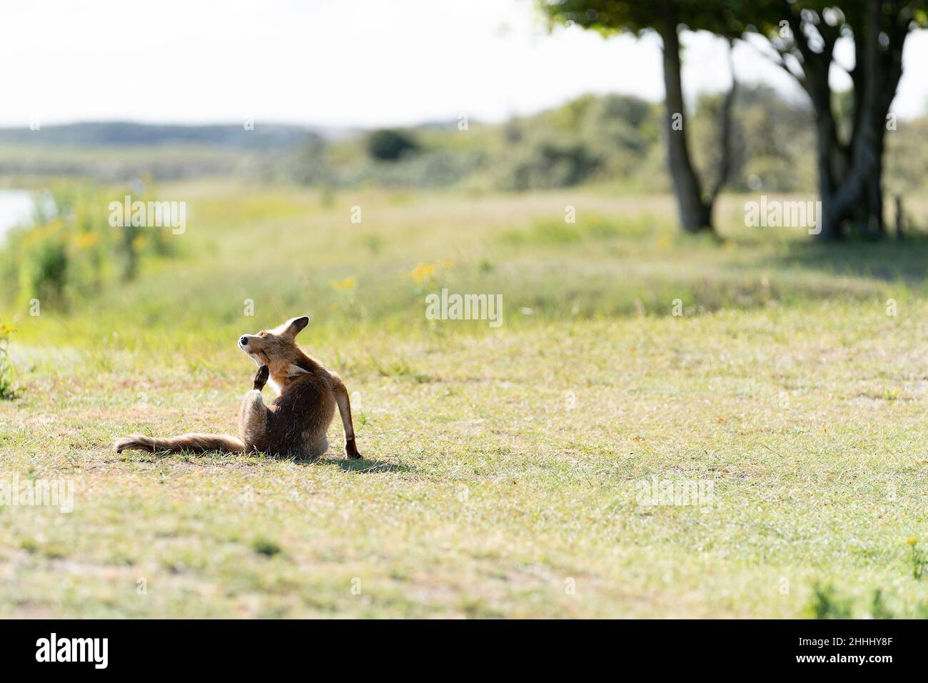 Young Red Fox, the largest of the true foxes, sitting scratching his ...