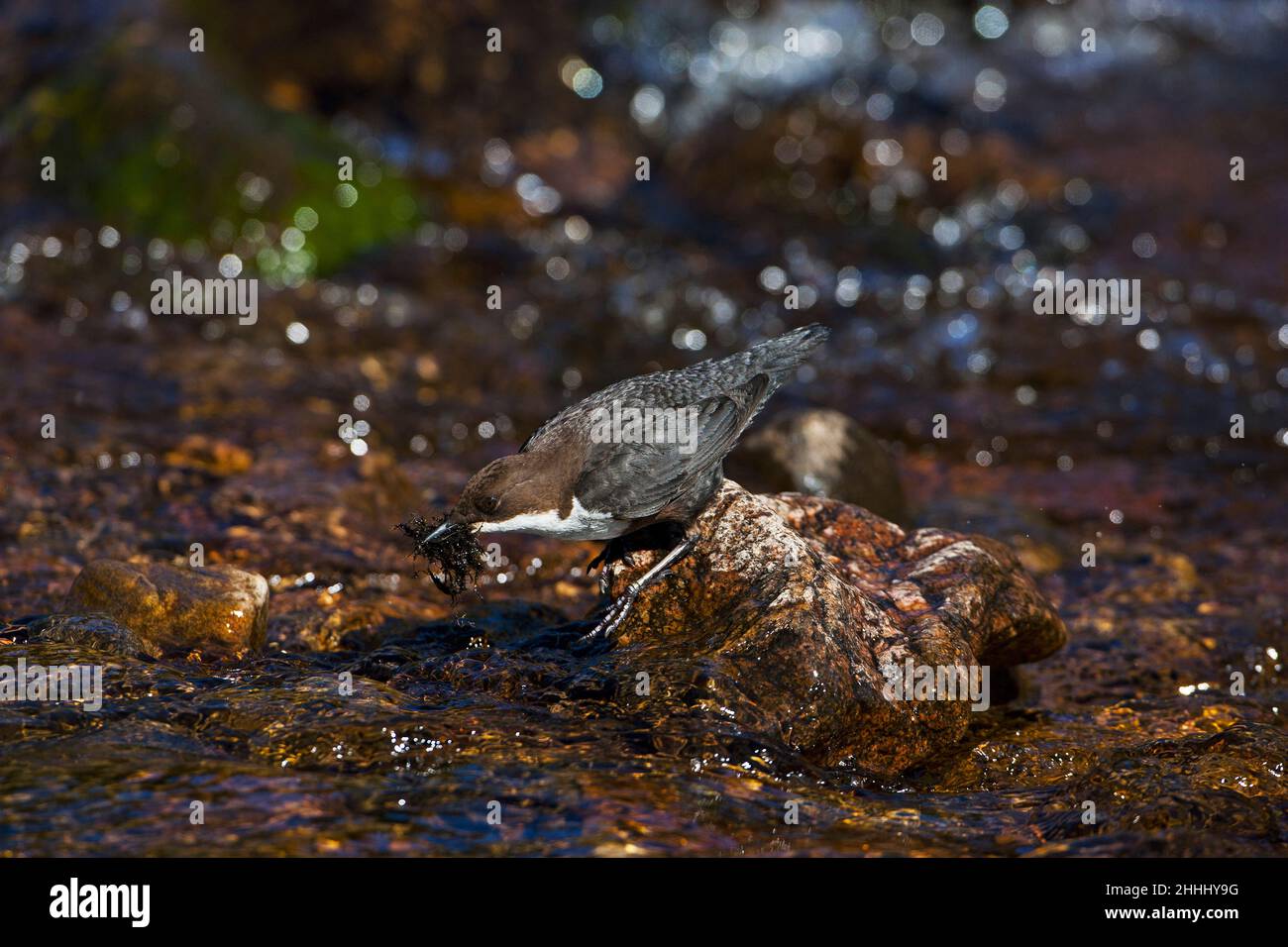 Dipper at nest hi-res stock photography and images - Alamy