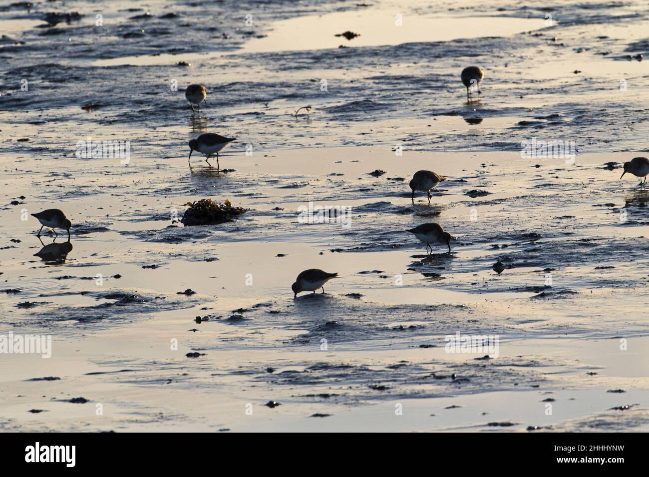 Wading in estuary mud hi-res stock photography and images - Alamy