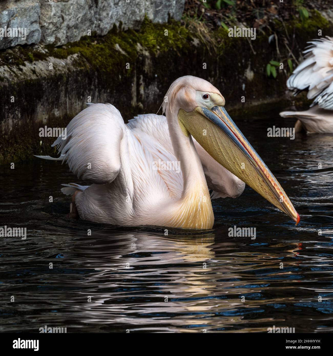 The Great White Pelican, Pelecanus onocrotalus also known as the rosy ...