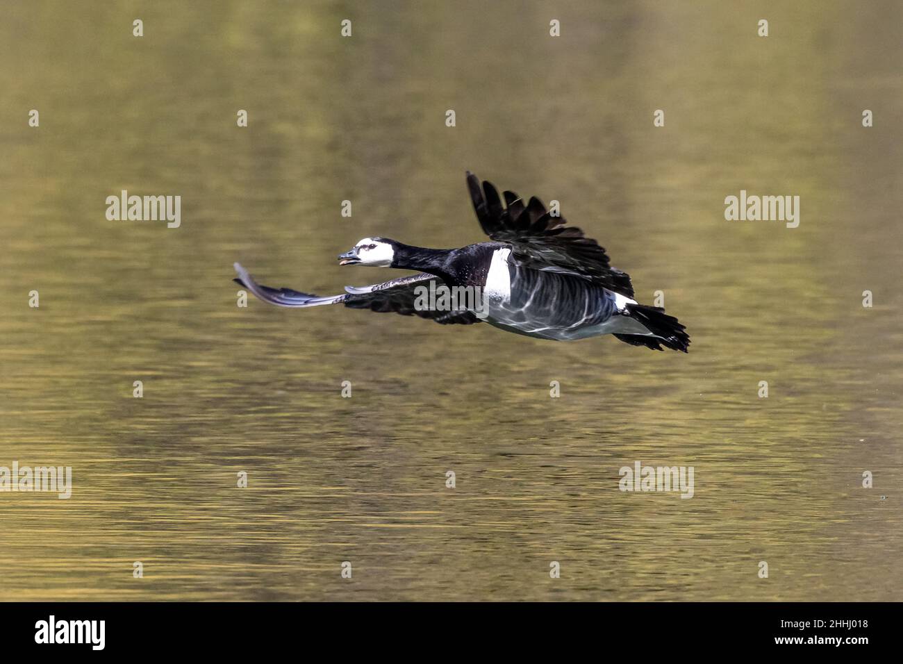 Barnacle goose, Branta leucopsis flying over a lake near Munich in ...