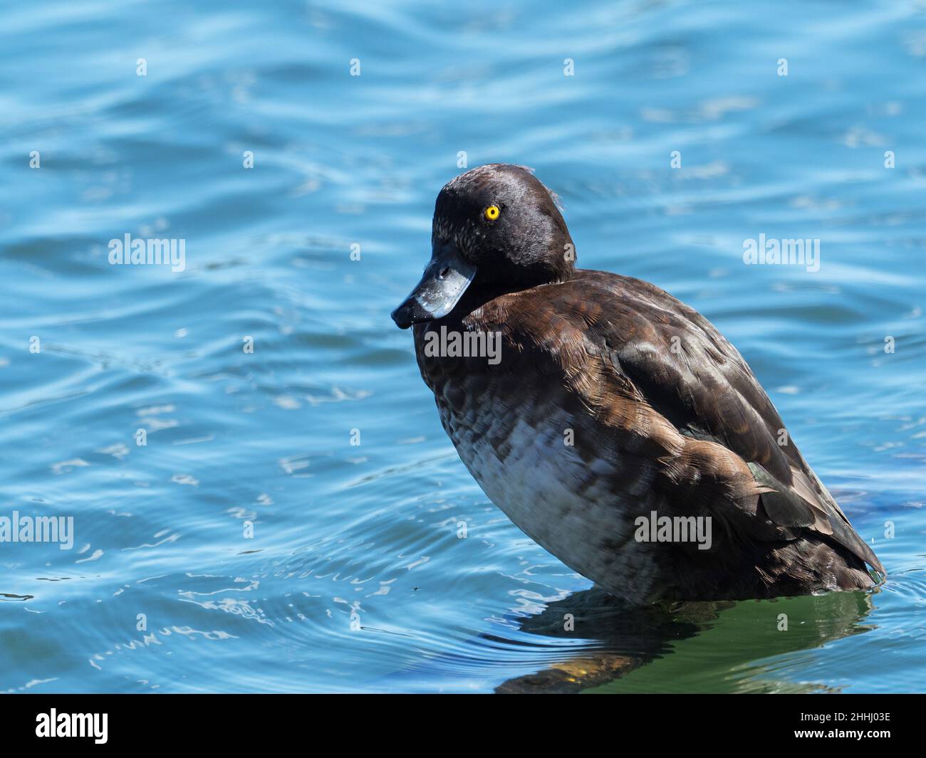 Tufted duck Aythya fuligula female standing on submerged log, Blashford ...