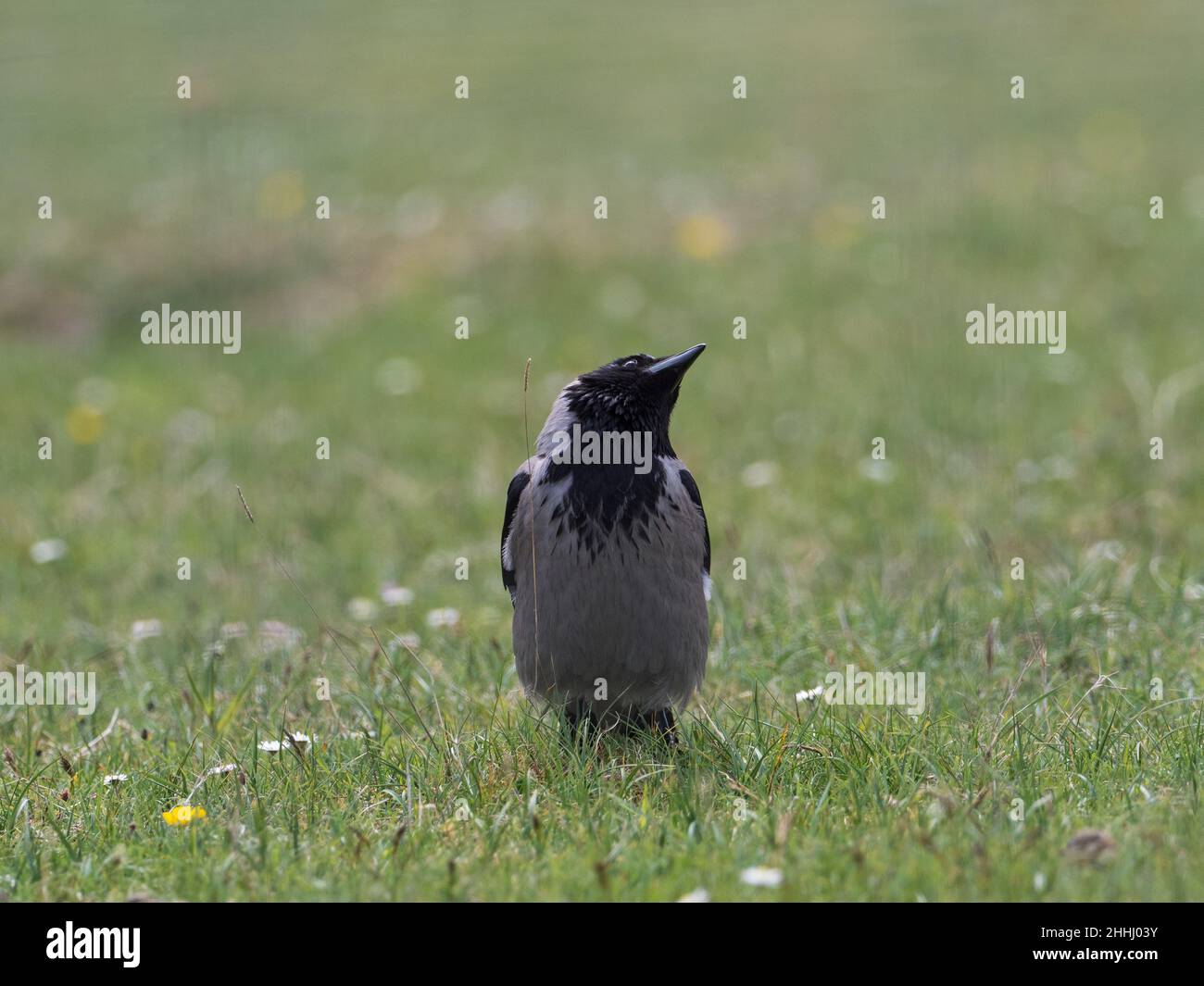 Hooded crow scotland hi-res stock photography and images - Alamy