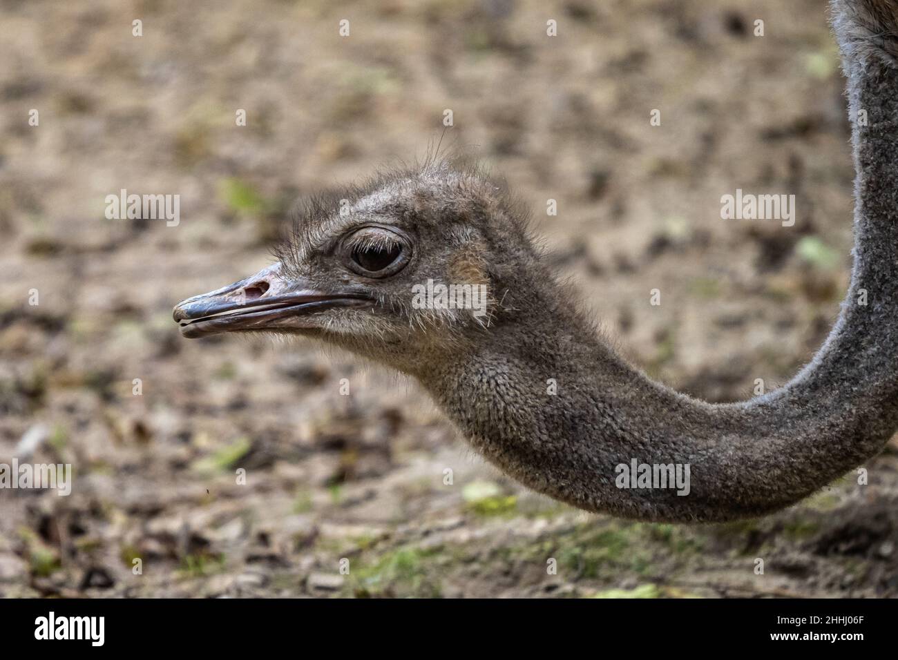 The common ostrich, Struthio camelus, or simply ostrich, is a species ...