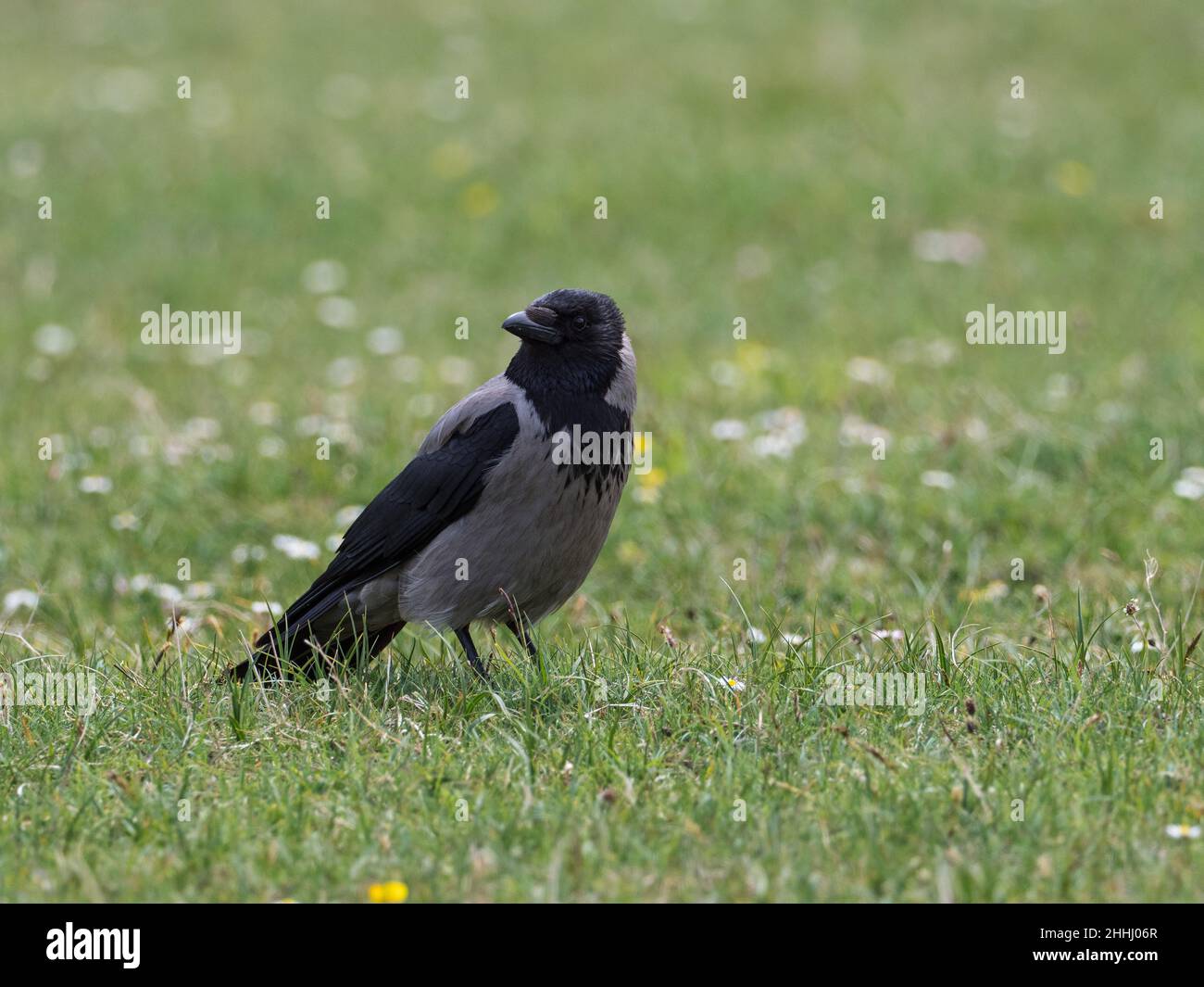 Hooded crow scotland High Resolution Stock Photography and Images - Alamy