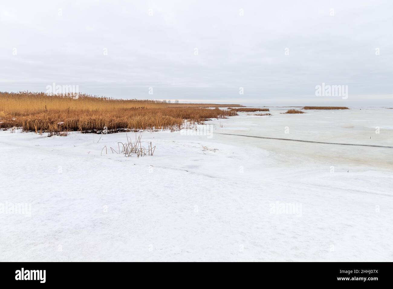 Snowy landscape with dry coastal reed under cloudy sky, natural ...