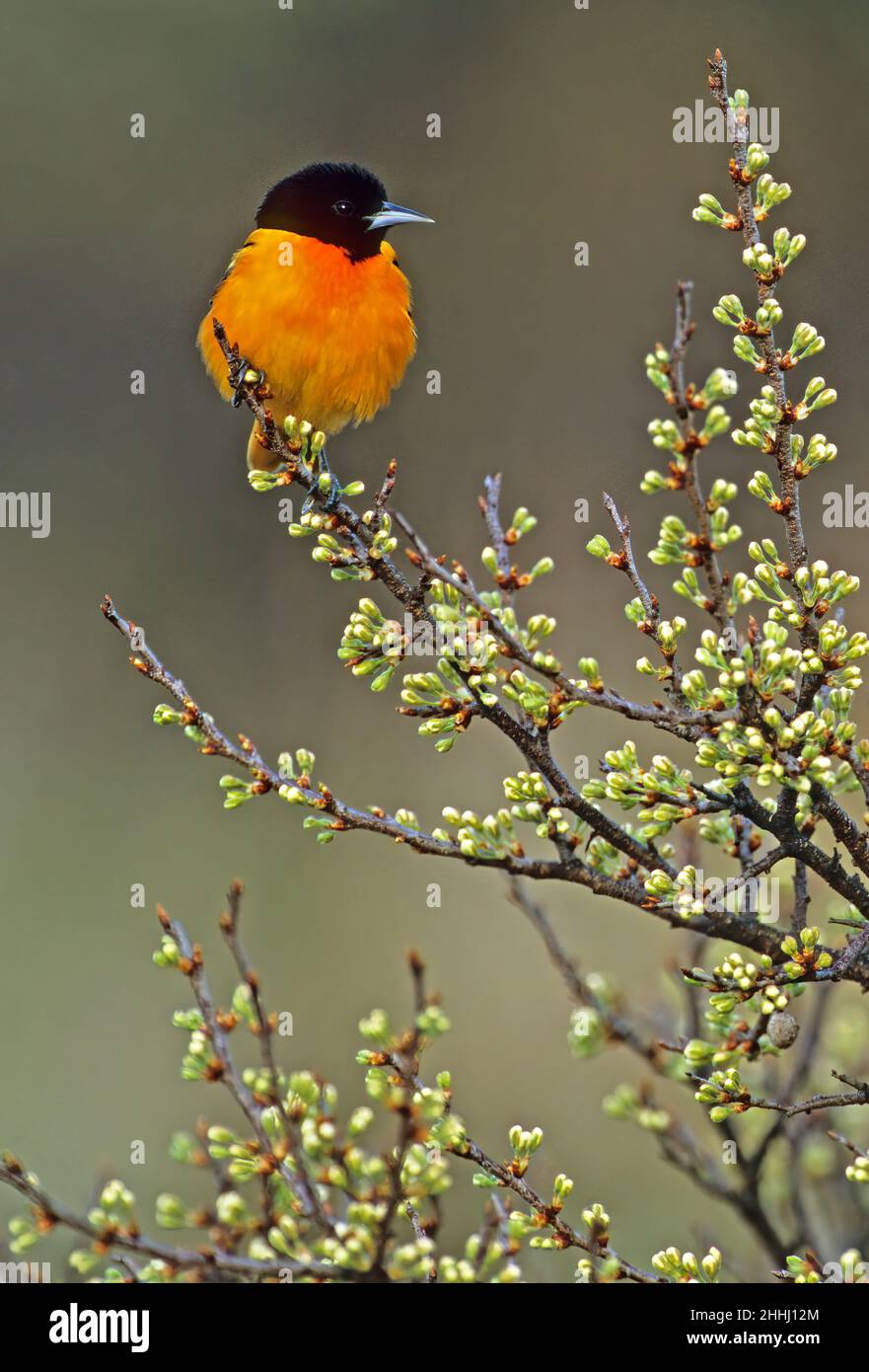Male Baltimore oriole perched on budding beach plum Stock Photo - Alamy