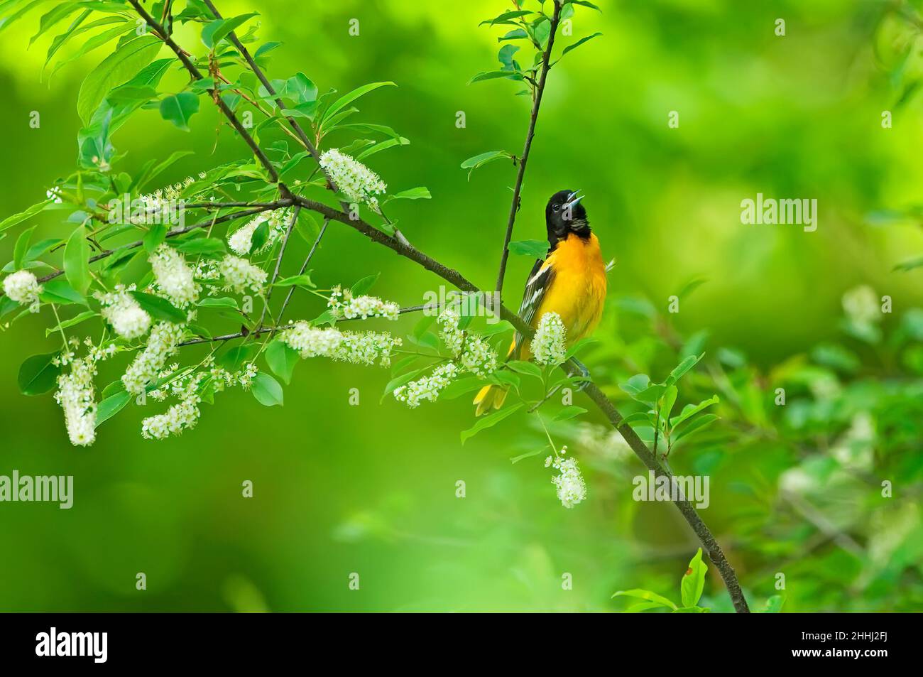 Baltimore oriole singing in flowering black cherry tree Stock Photo - Alamy
