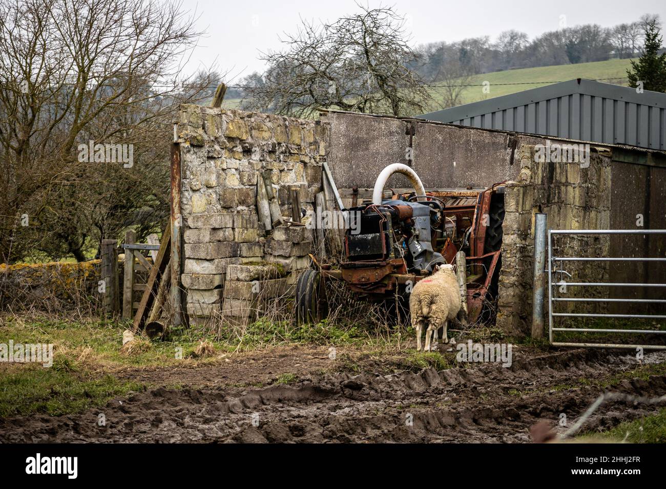 A sheep and an old tractor Stock Photo - Alamy