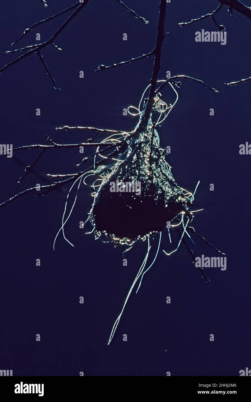 Baltimore oriole, bird, nest, hi-res stock photography and images - Alamy