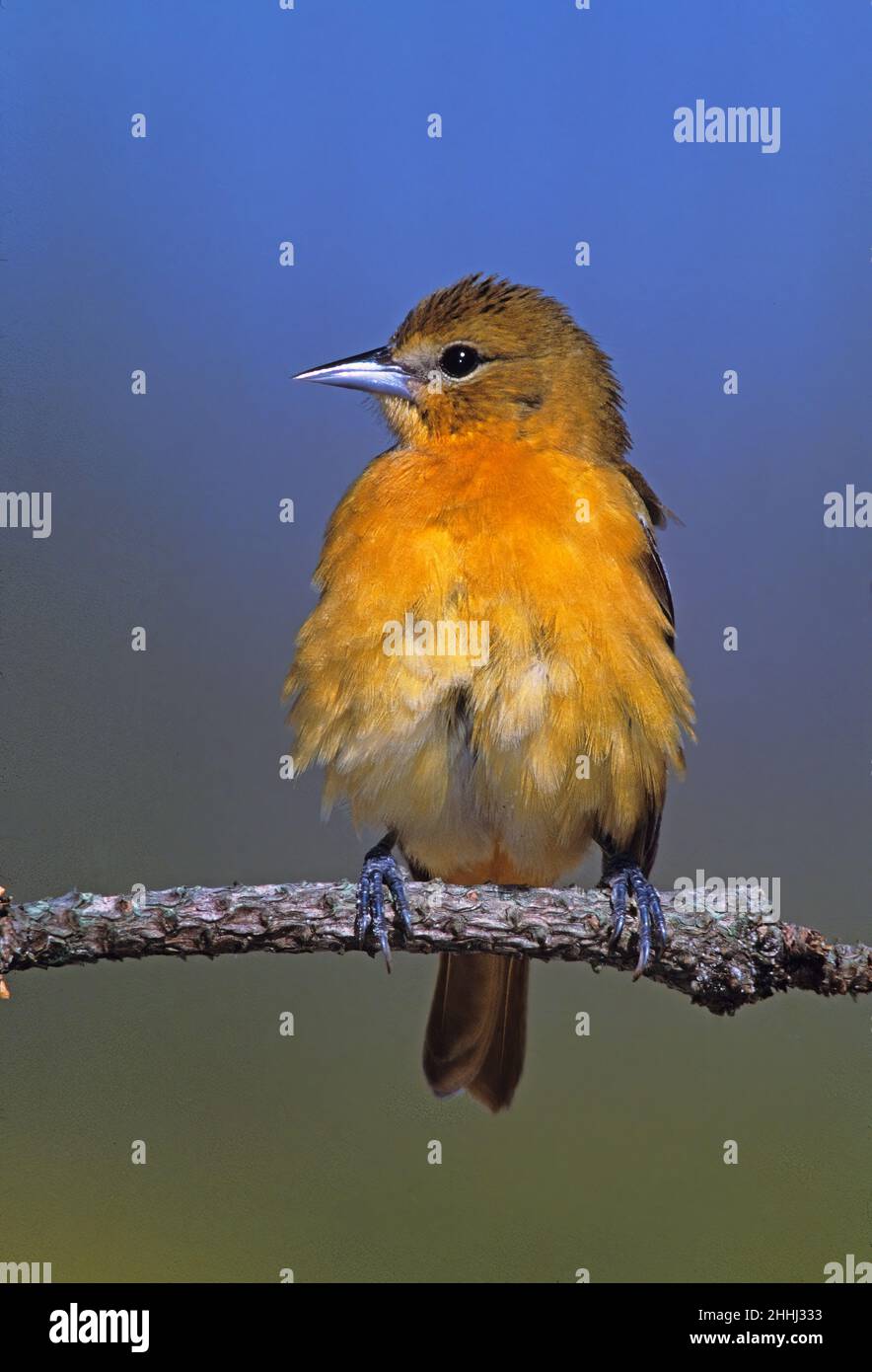 Female Baltimore oriole close-up Stock Photo - Alamy