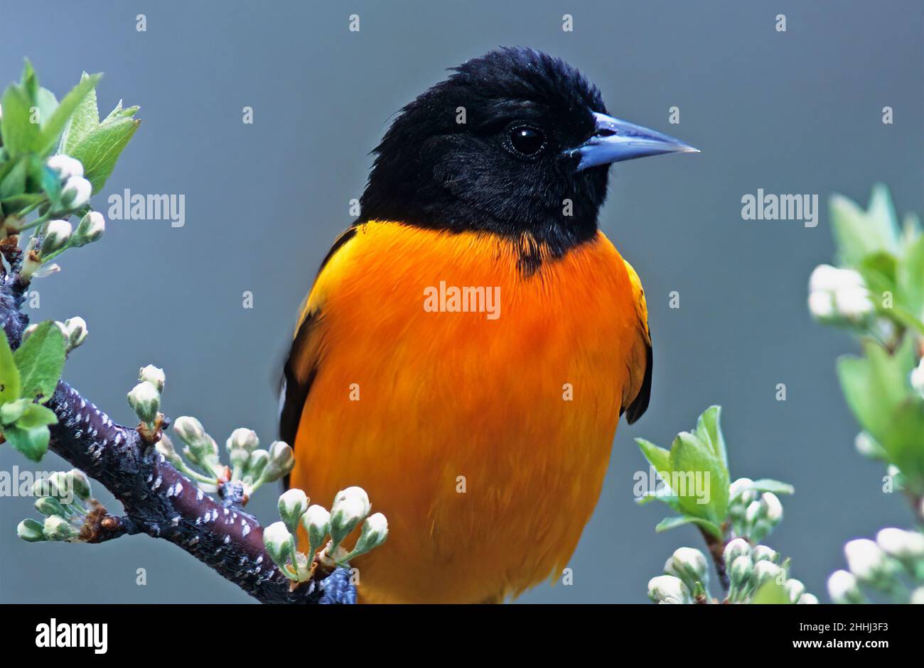 Baltimore oriole during spring hi-res stock photography and images - Alamy