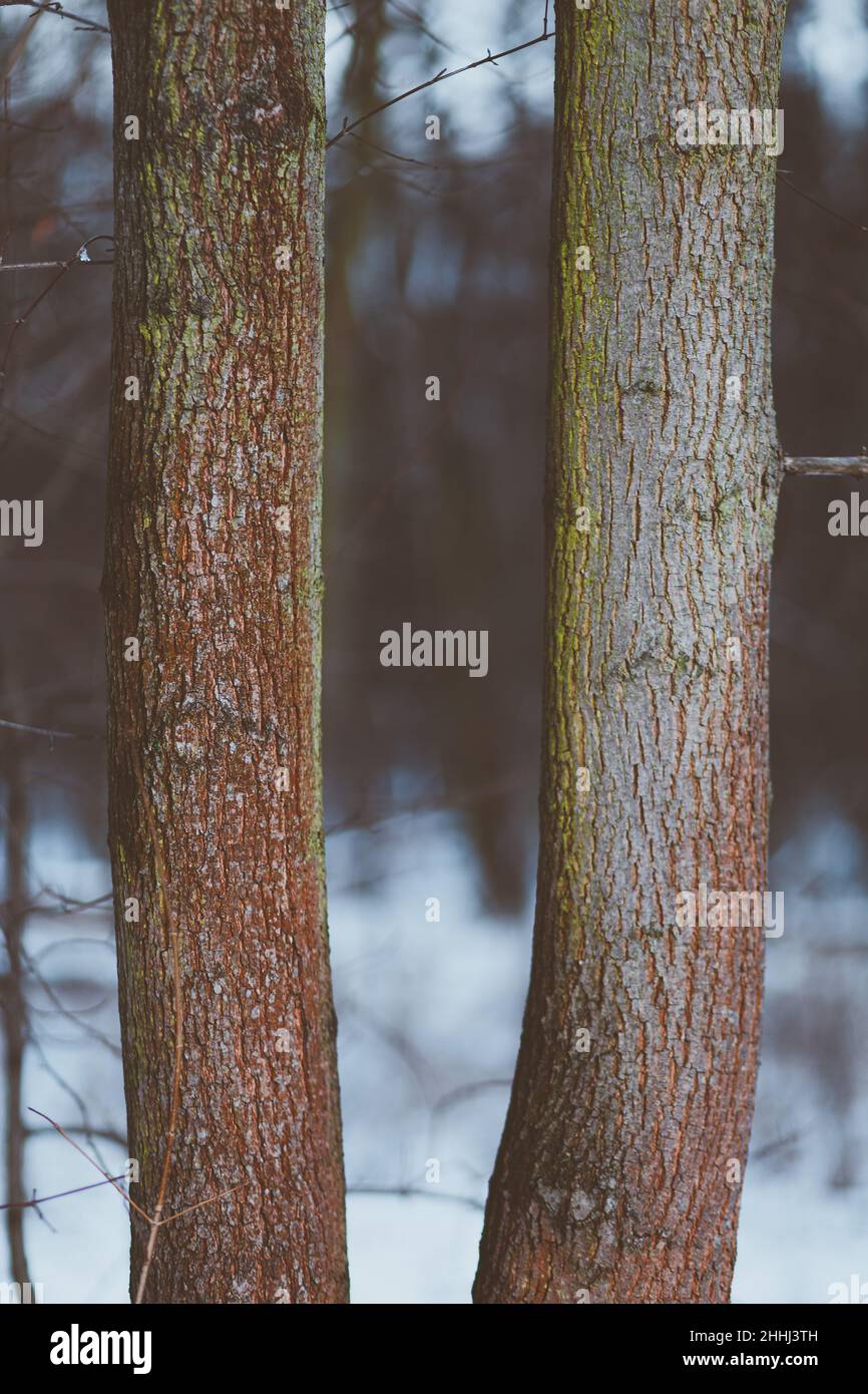Two tree trunks hi-res stock photography and images - Alamy