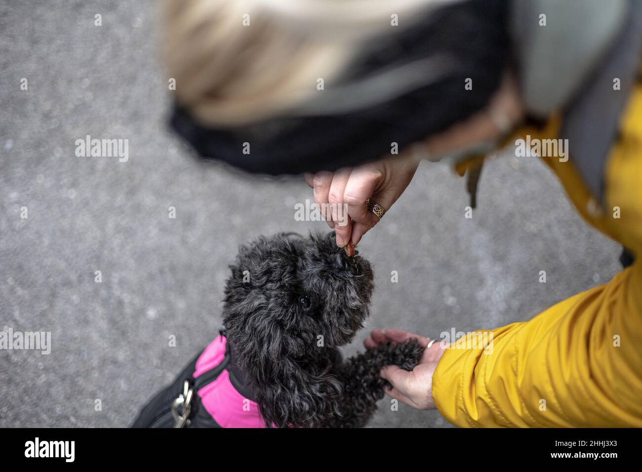 Lady feed her dog hi-res stock photography and images - Alamy