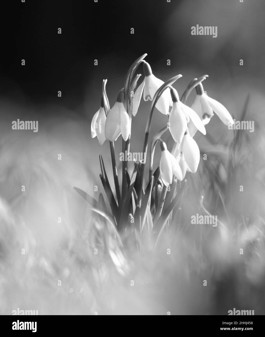 Ground Level View Of Snowdrop High Resolution Stock Photography and ...
