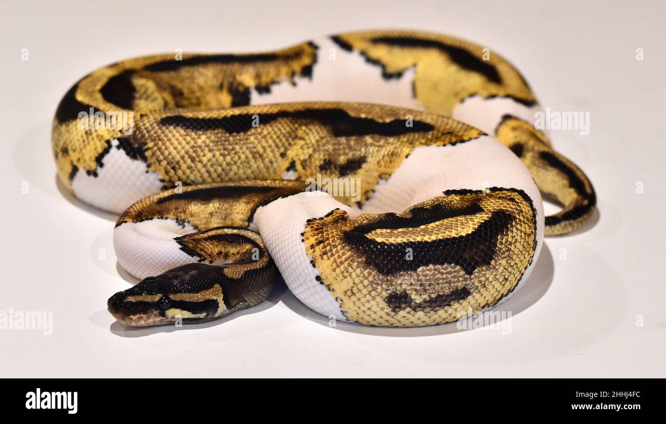 a dangerous python snake Stock Photo - Alamy