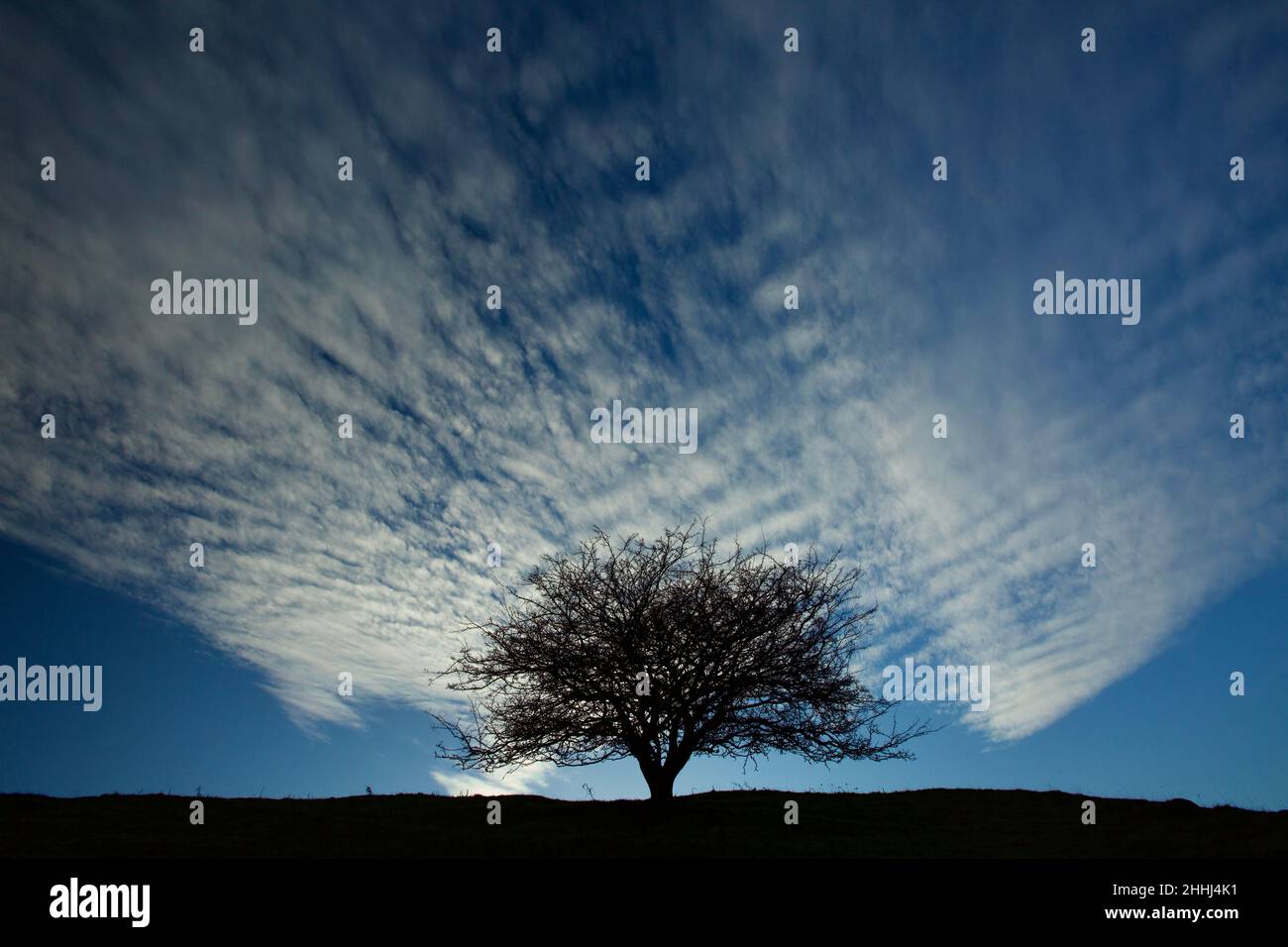 isolated tree silhouette against a dramatic mackerel sky Stock Photo ...