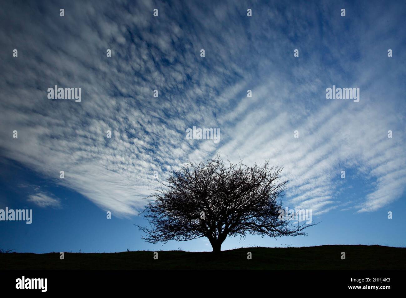 isolated tree silhouette against a dramatic mackerel sky Stock Photo ...