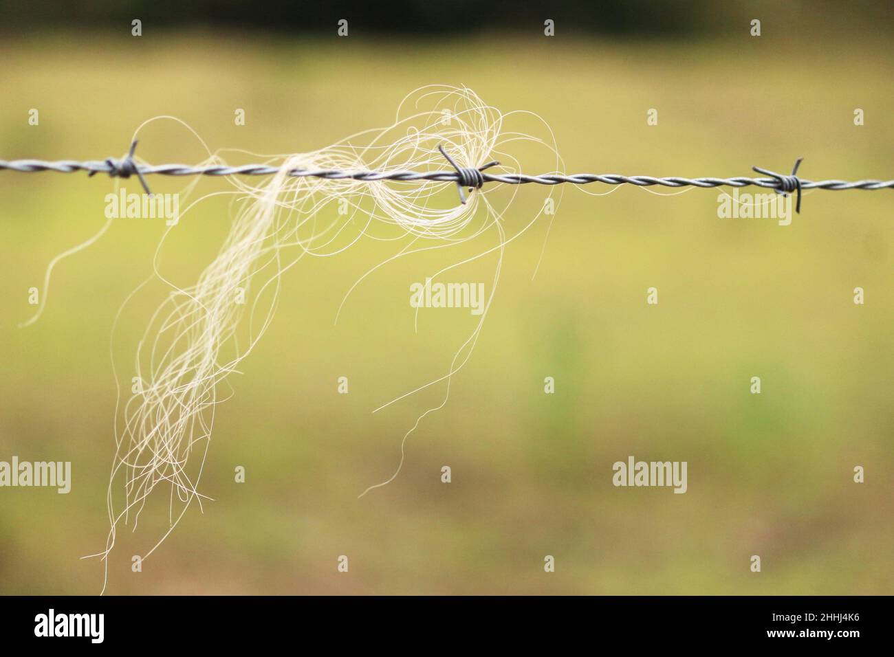 Strand of hair still life hi-res stock photography and images - Alamy