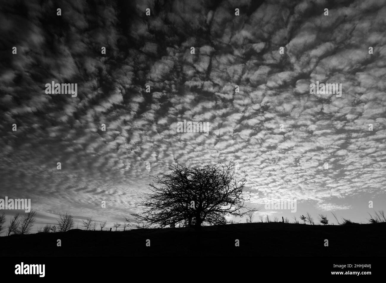 isolated tree silhouette against a dramatic mackerel sky Stock Photo ...