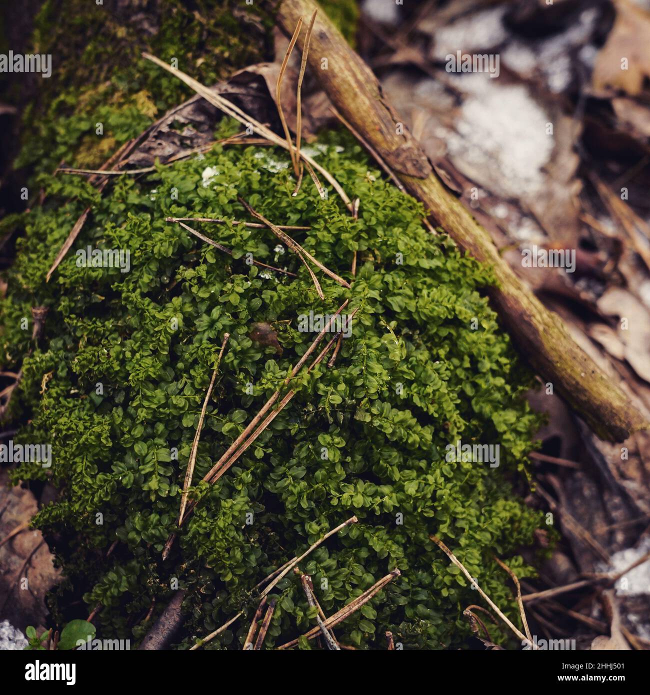 closeup photography of moss in winter Stock Photo - Alamy